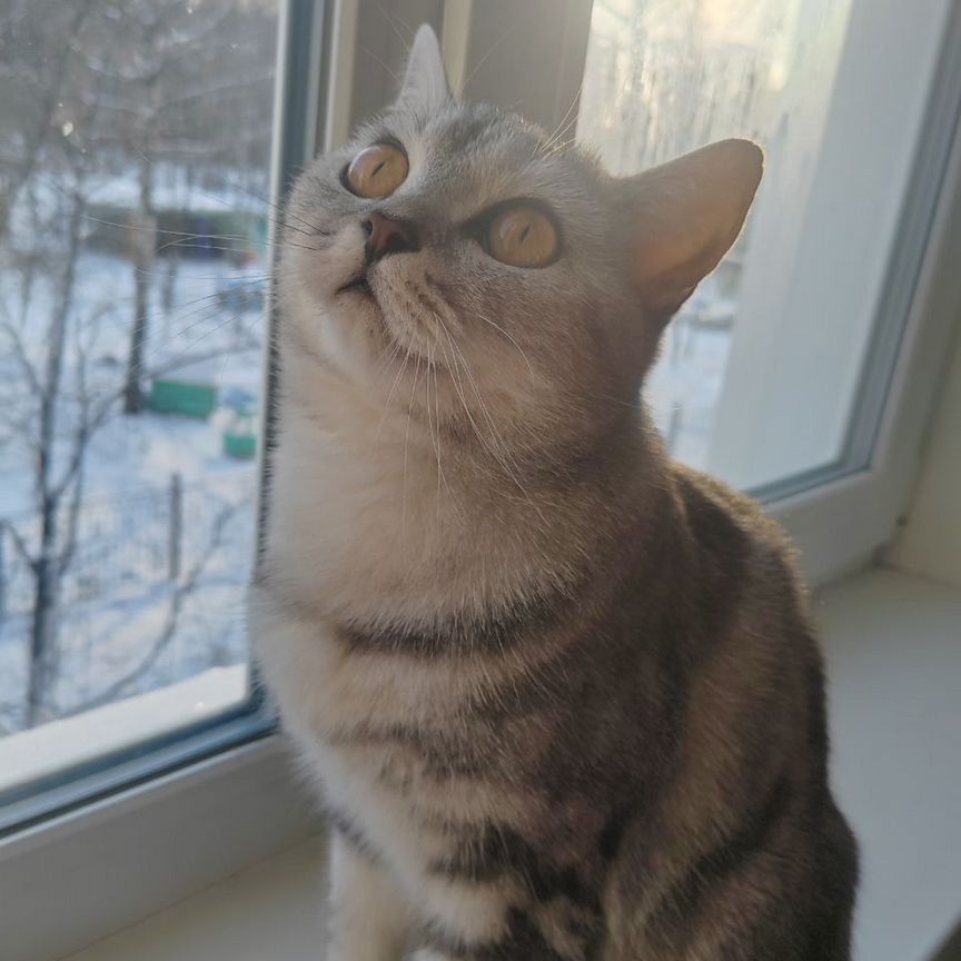 Шотландская кошка,скотиш страйт