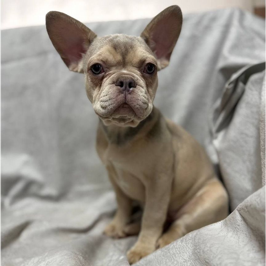 Французский бульдог, щенок