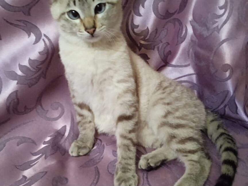 Котик в добрые руки