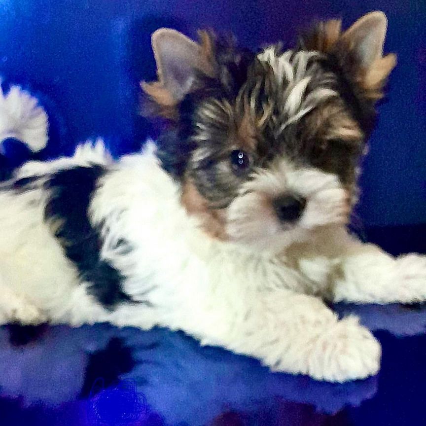 Сладкий кукольный мальчик