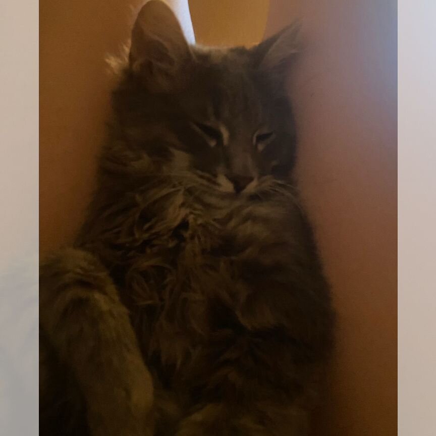 Кот майкун