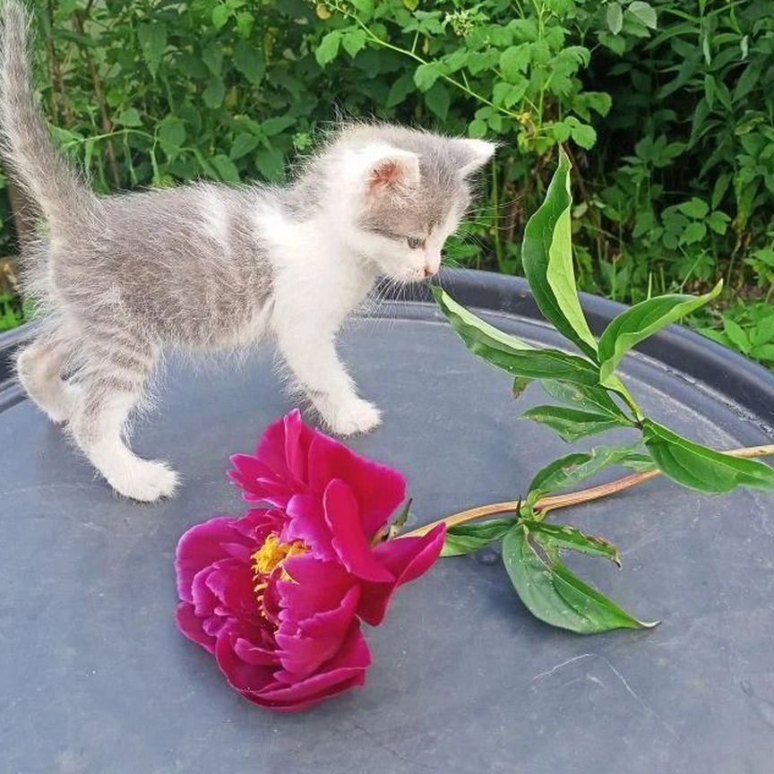 Котёнок в добрые руки