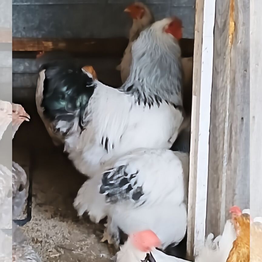 Домашняя птица куры