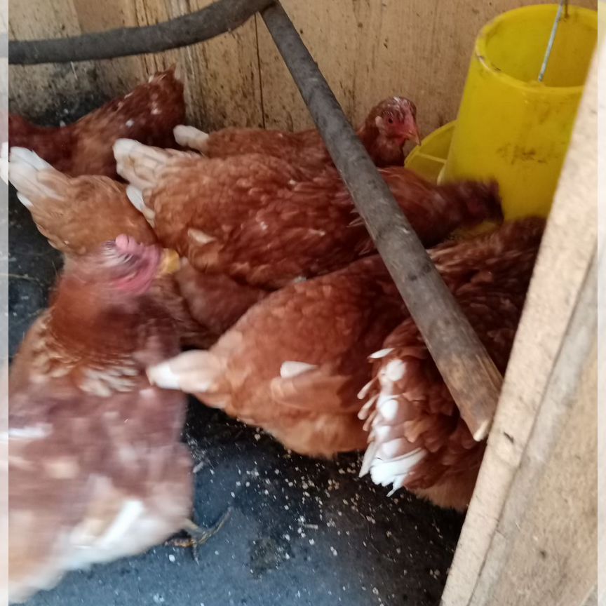 Куры несушки продам