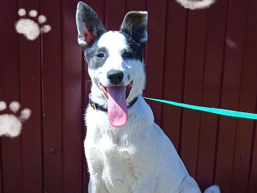 Щенок - помесь средних пород