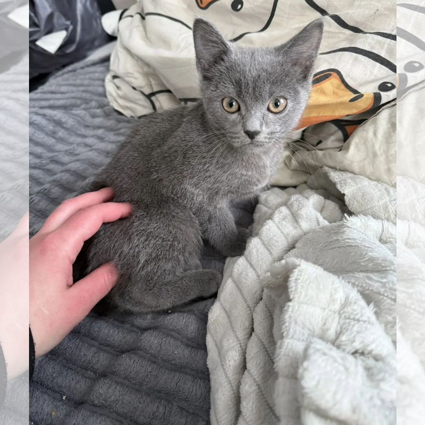 Сибирский котёнок