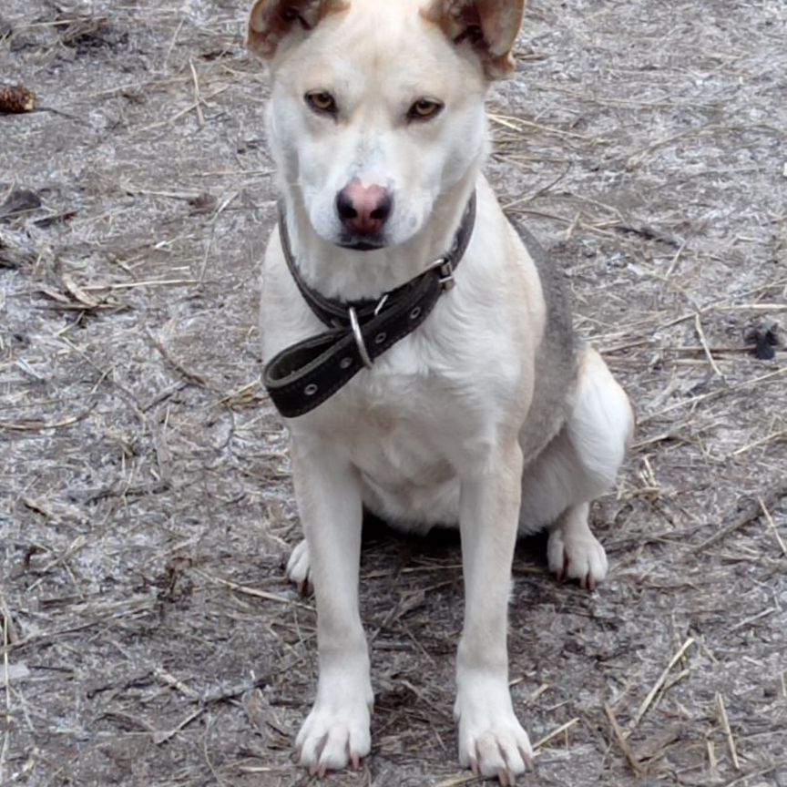 Собака ищет хозяина