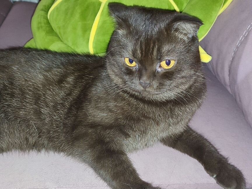 Кошка