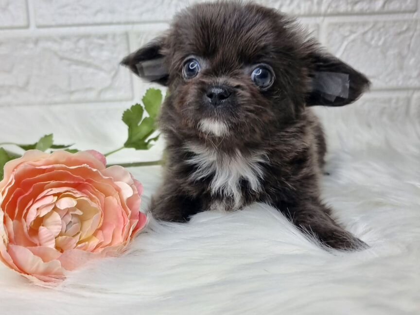 Голубая девочка чихуа длинношерстная