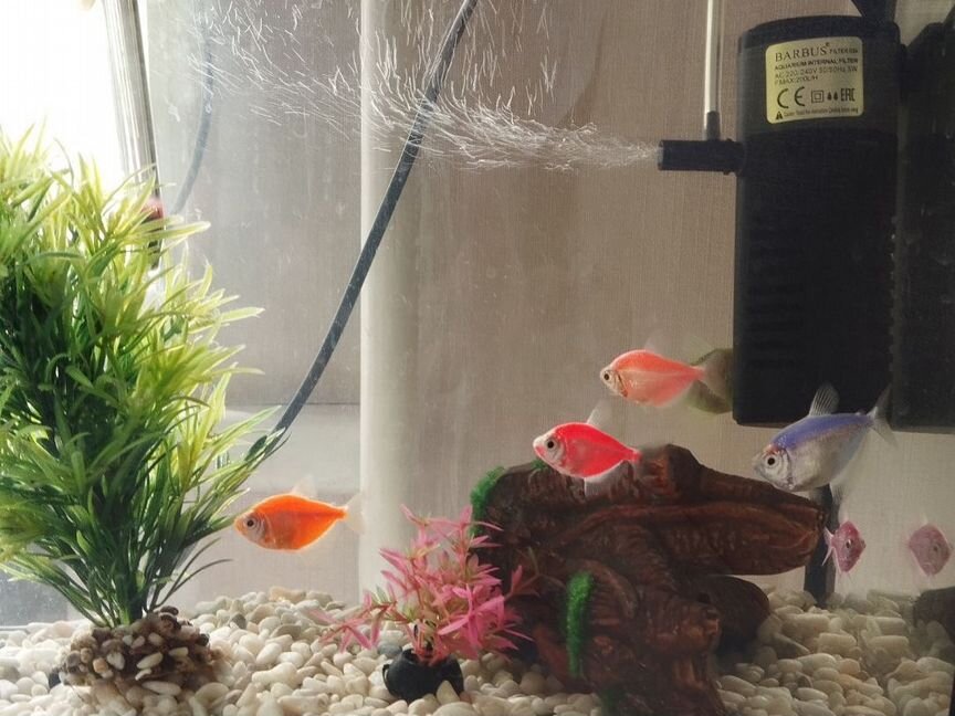 Аквариум с рыбками