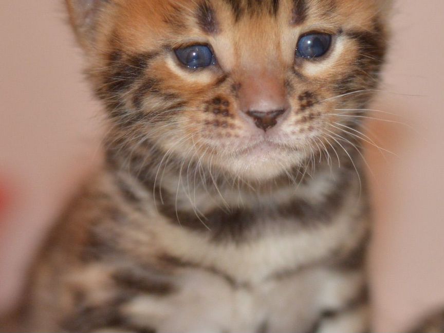 Бенгальская чудо детки