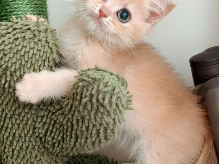 Котик ay12