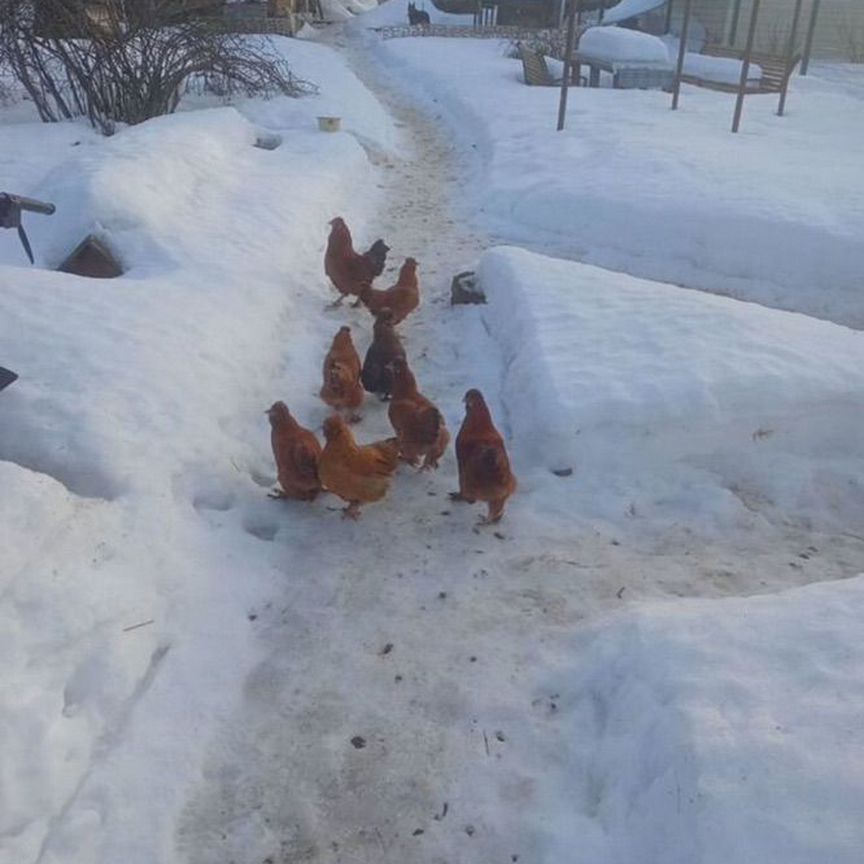 Курицы несушки