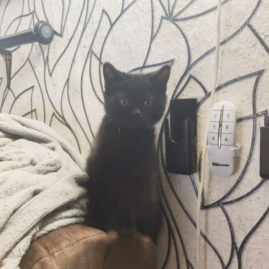 Котята