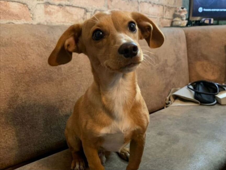 Чудесный кобель на вязку