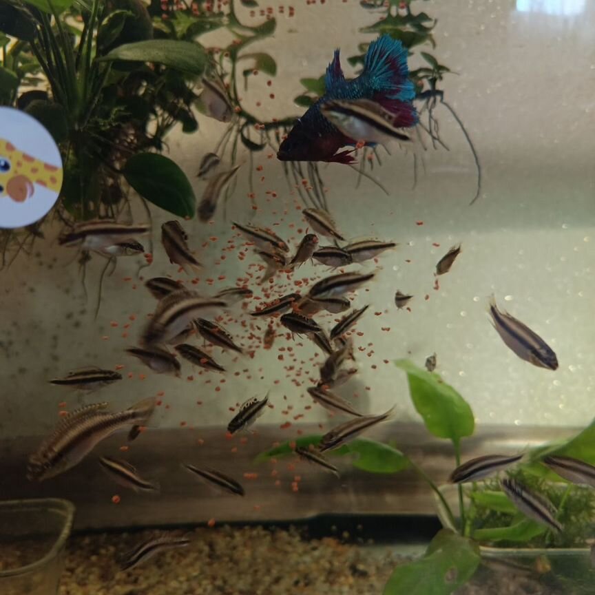 Пельвикохромисы