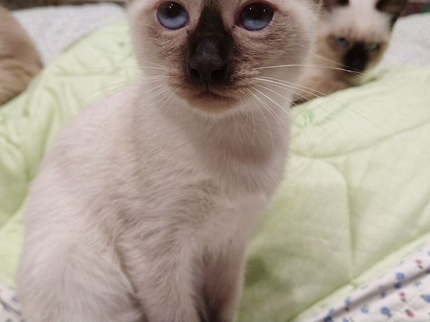 Сиамская кошка