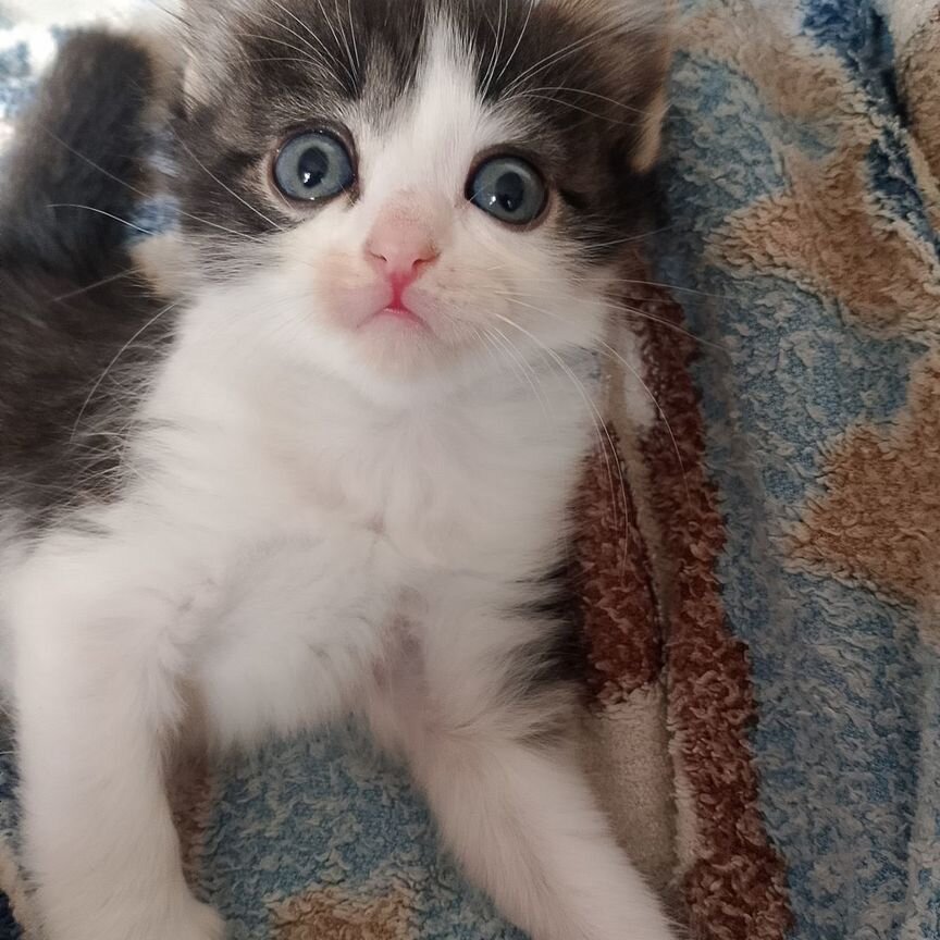 Метис сноу-шу и бобтейла