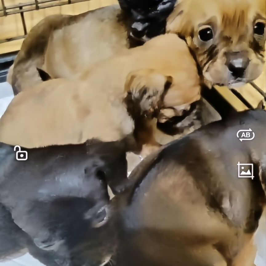 Щенок в добрые руки