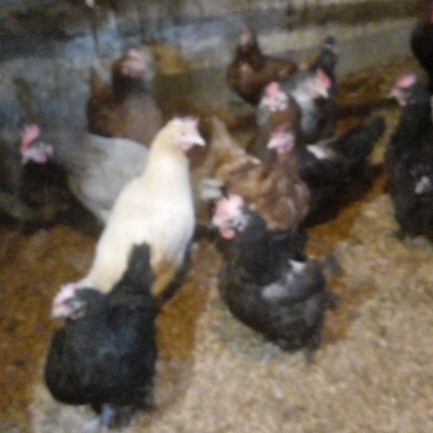 Куры несушки