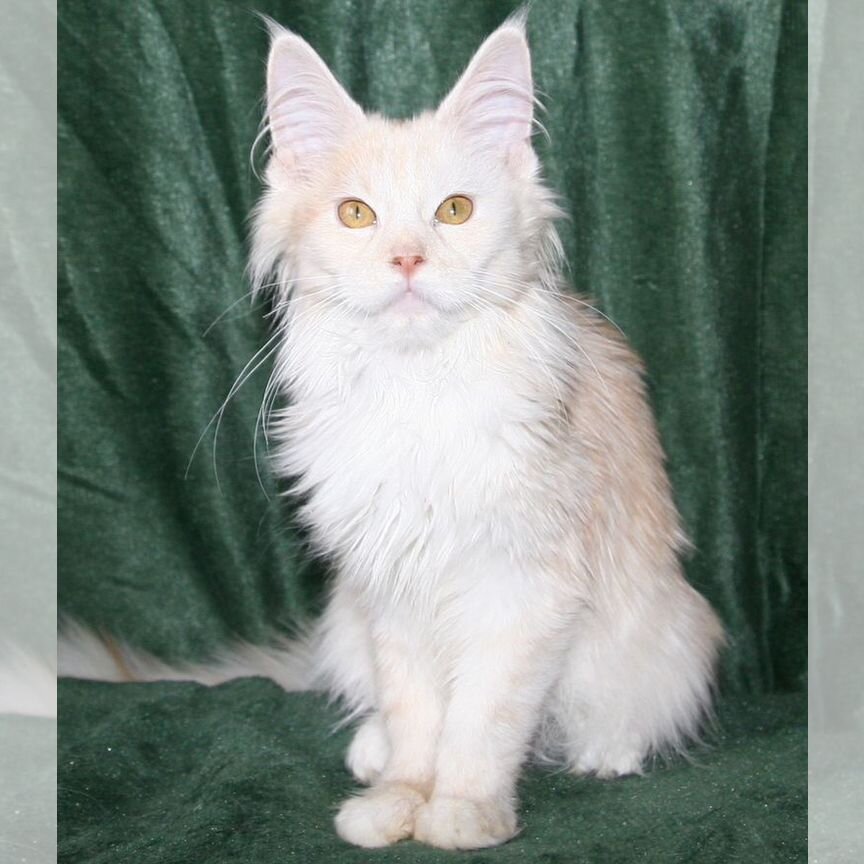 Мейн-кун котёнок