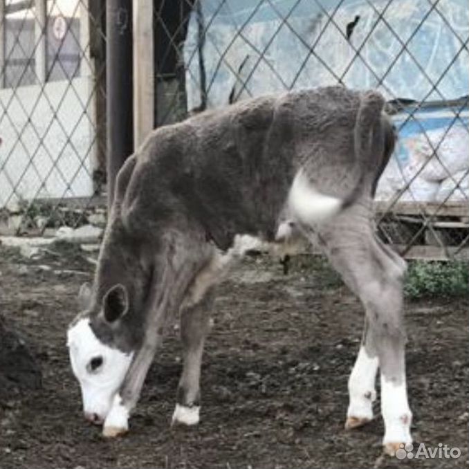 Продам телок новорожденных