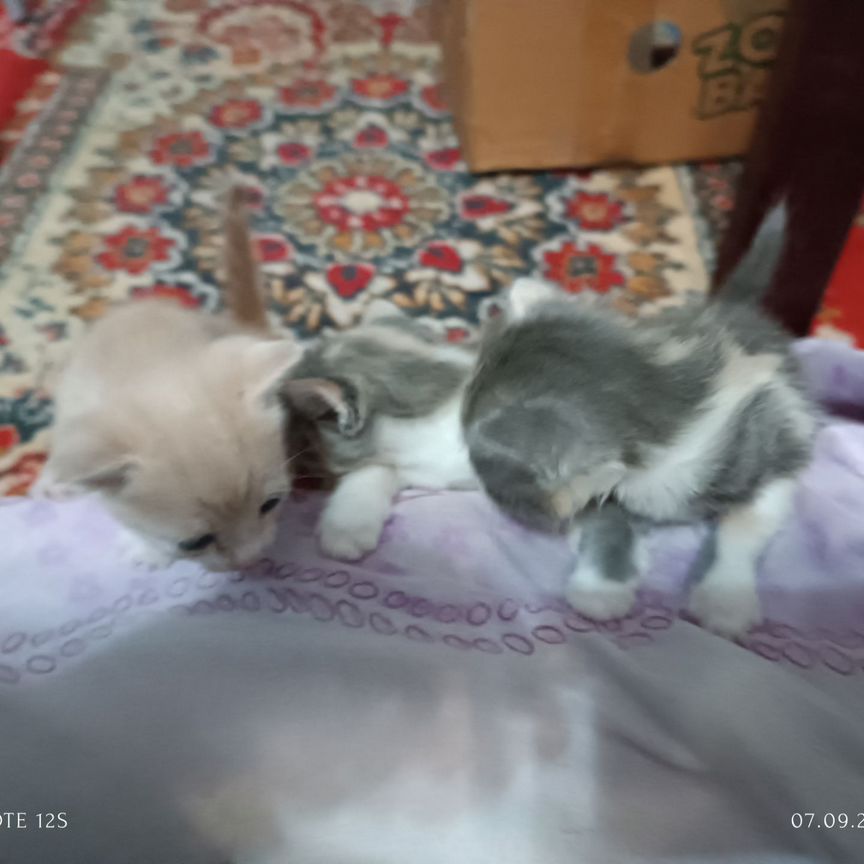Котята в добрые руки