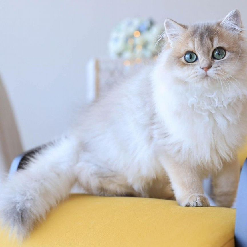 Роскошный котенок британская шиншилла