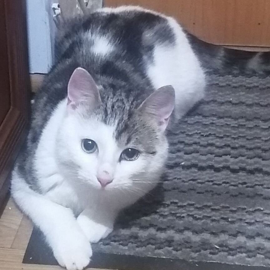 Взрослый кот в добрые руки