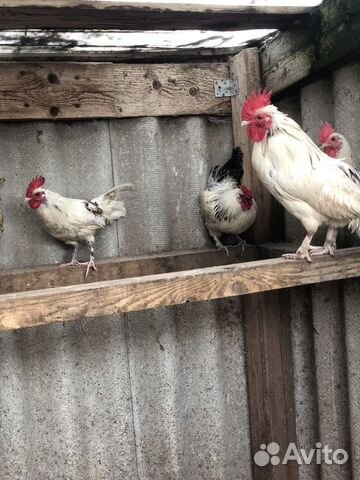 Петухи Бентамки