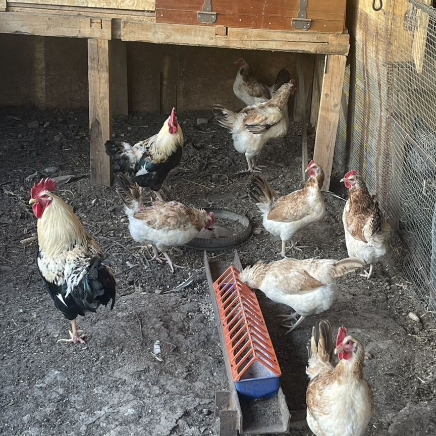 Инкубационное яйцо Загорские лососевые