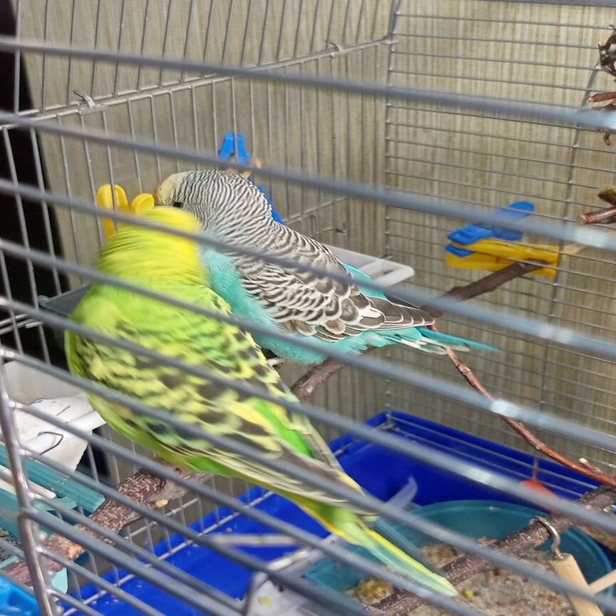 Волнистые попугаи безоплатно