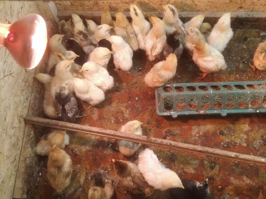 Цыплята несушки