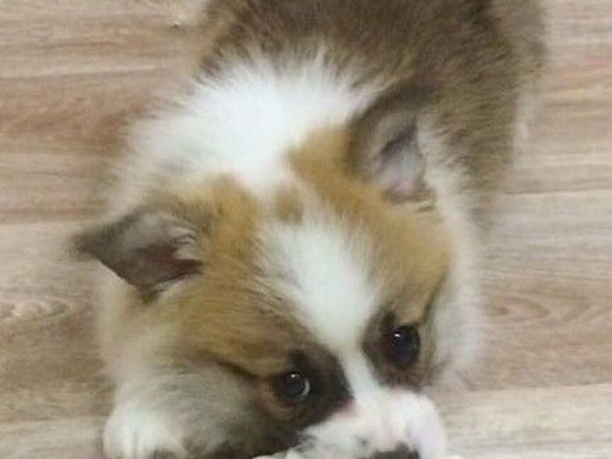 Волшебные щенки, РКФ