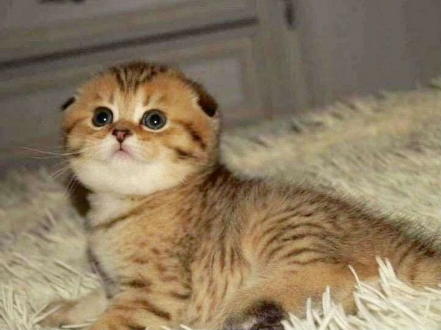 Шотландцы вислоухие котята пятнистые