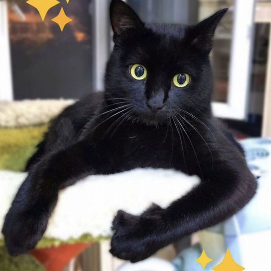 Котик ищет дом