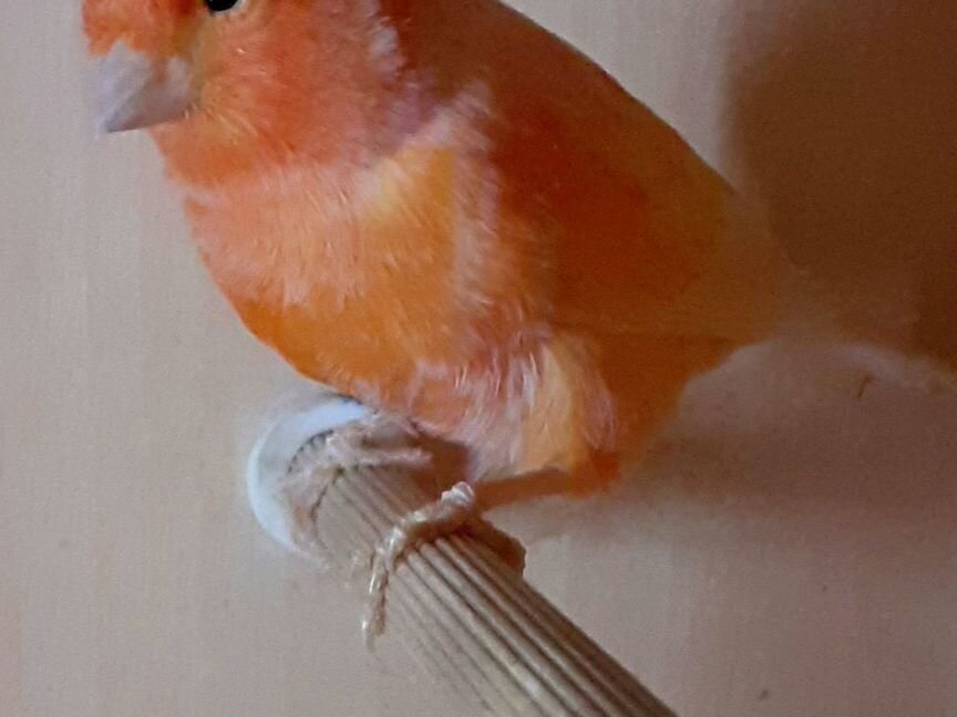 Кенар Цветной