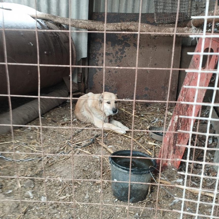 Отдам в добрые руки большую собаку