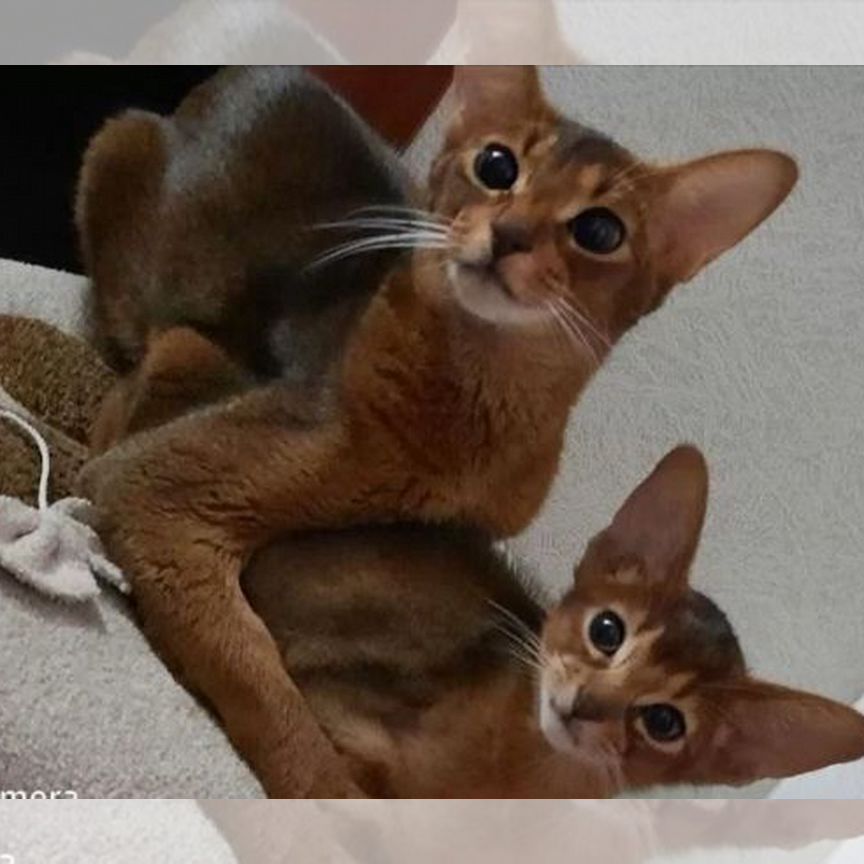 Абиссинская, взрослая кошка