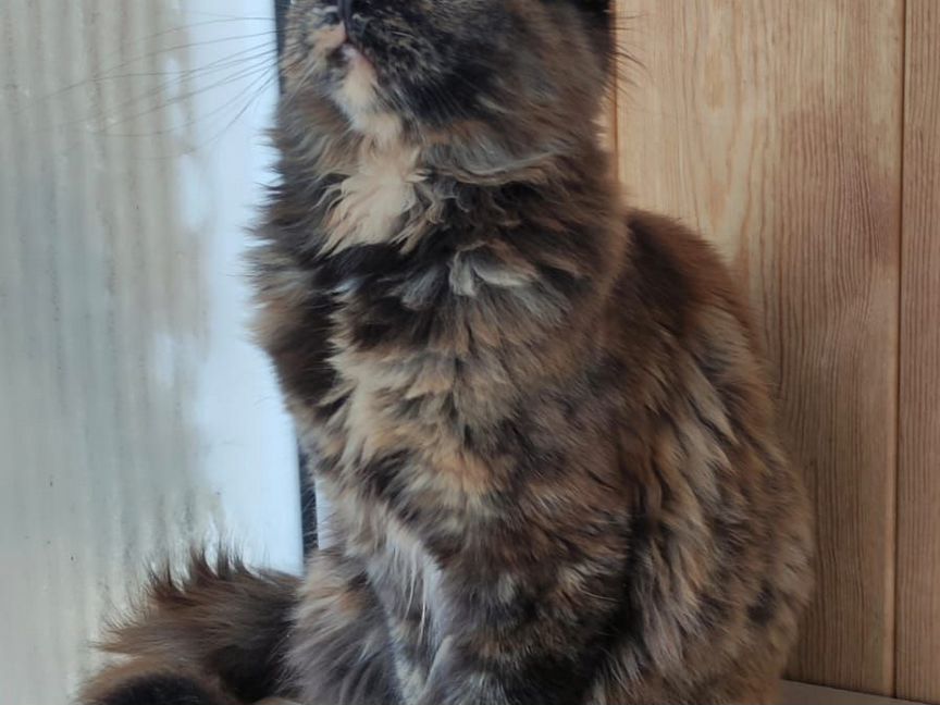 Котята мейн-кун