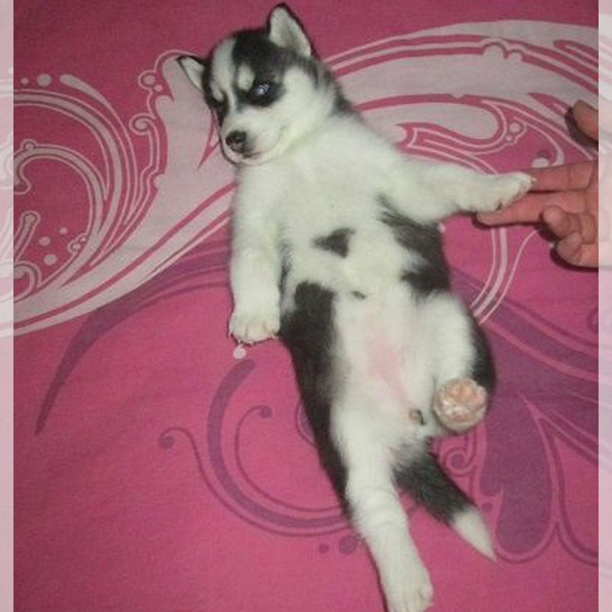 Сибирские хаски - великолепные щенки с документами