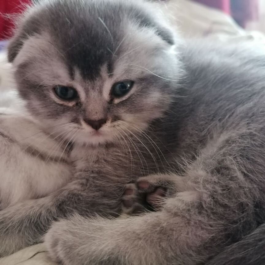Шотландские мимишки