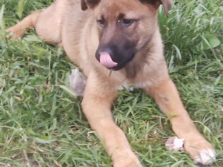 Щенок мальчик-красавчик