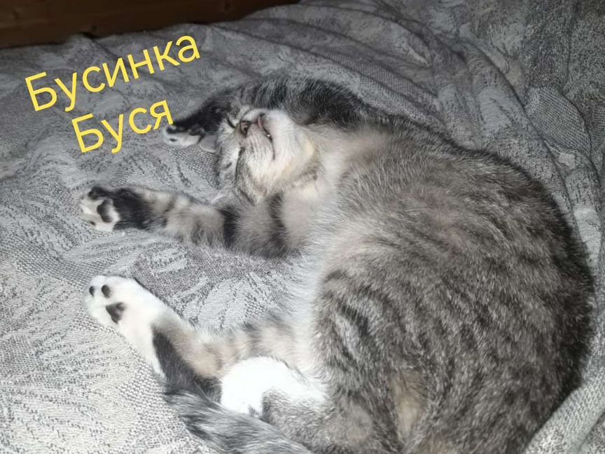 Ищем добрые и любящие ручки