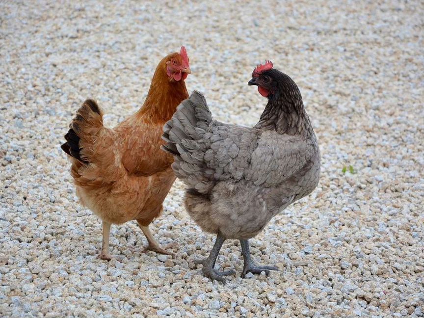 Куры молодки