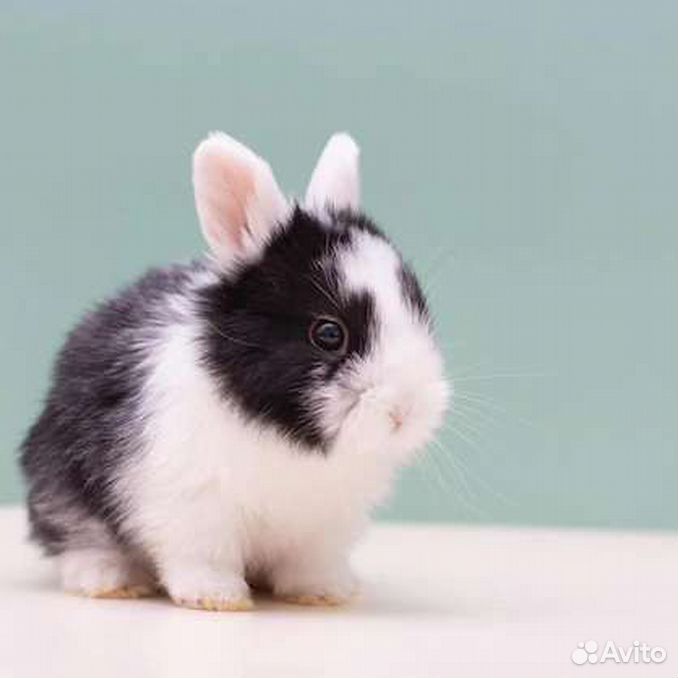 Карликовый mini кролик. Москва
