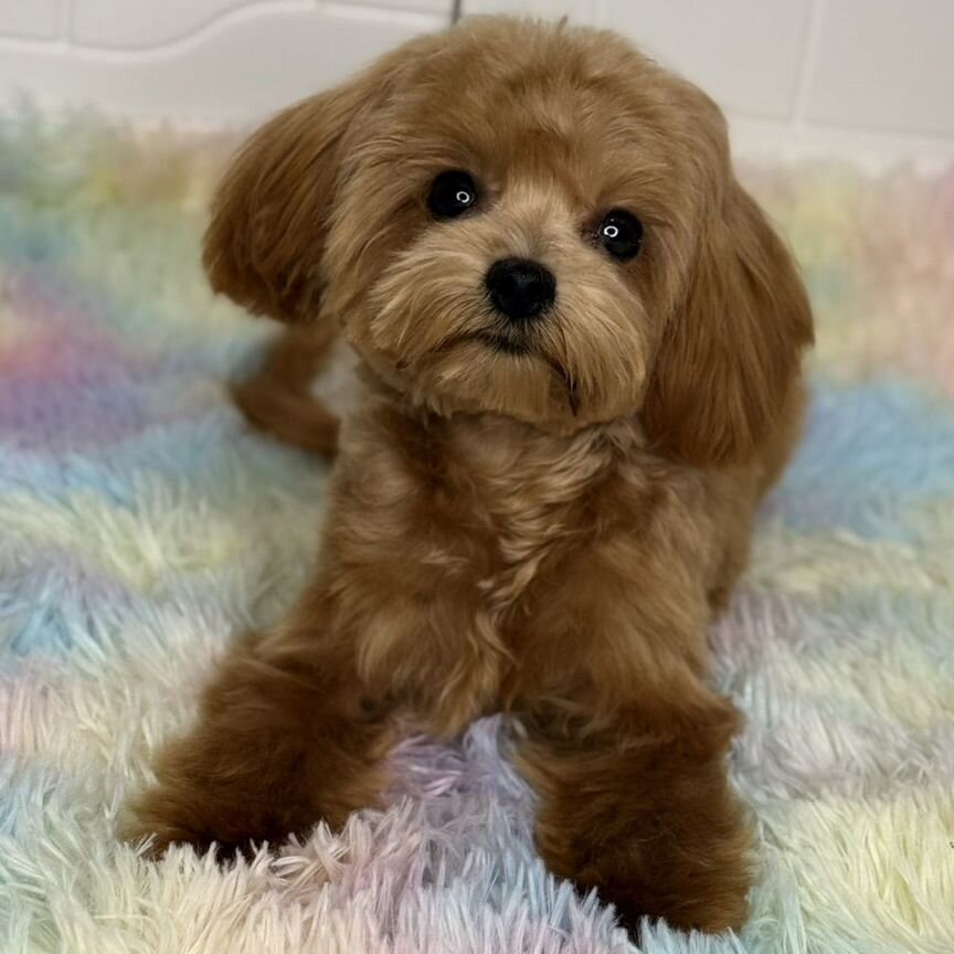 Мальтипу, щенок