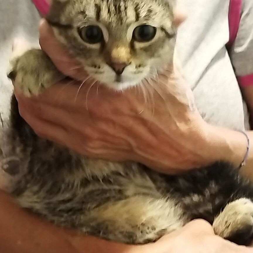 Котенок