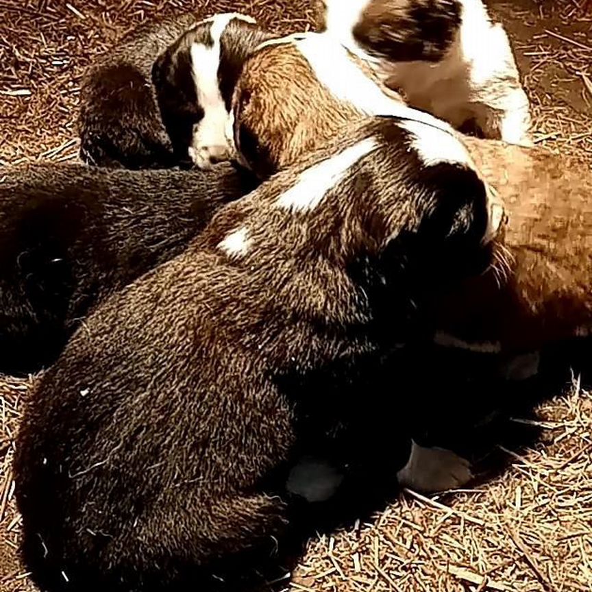 Среднеазиатская овчарка, щенок