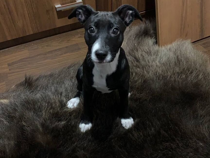 Стаффордширский терьер